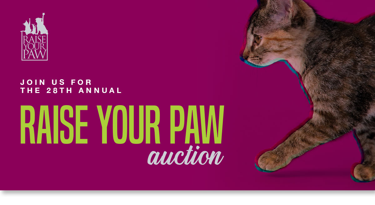 Raise Your Paw Auction 2020 | Animal Rescue League of Iowa