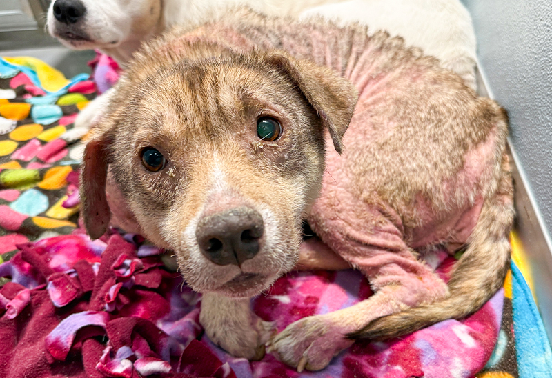 Support the Animal Rescue League of Iowa | Animal Rescue League of Iowa