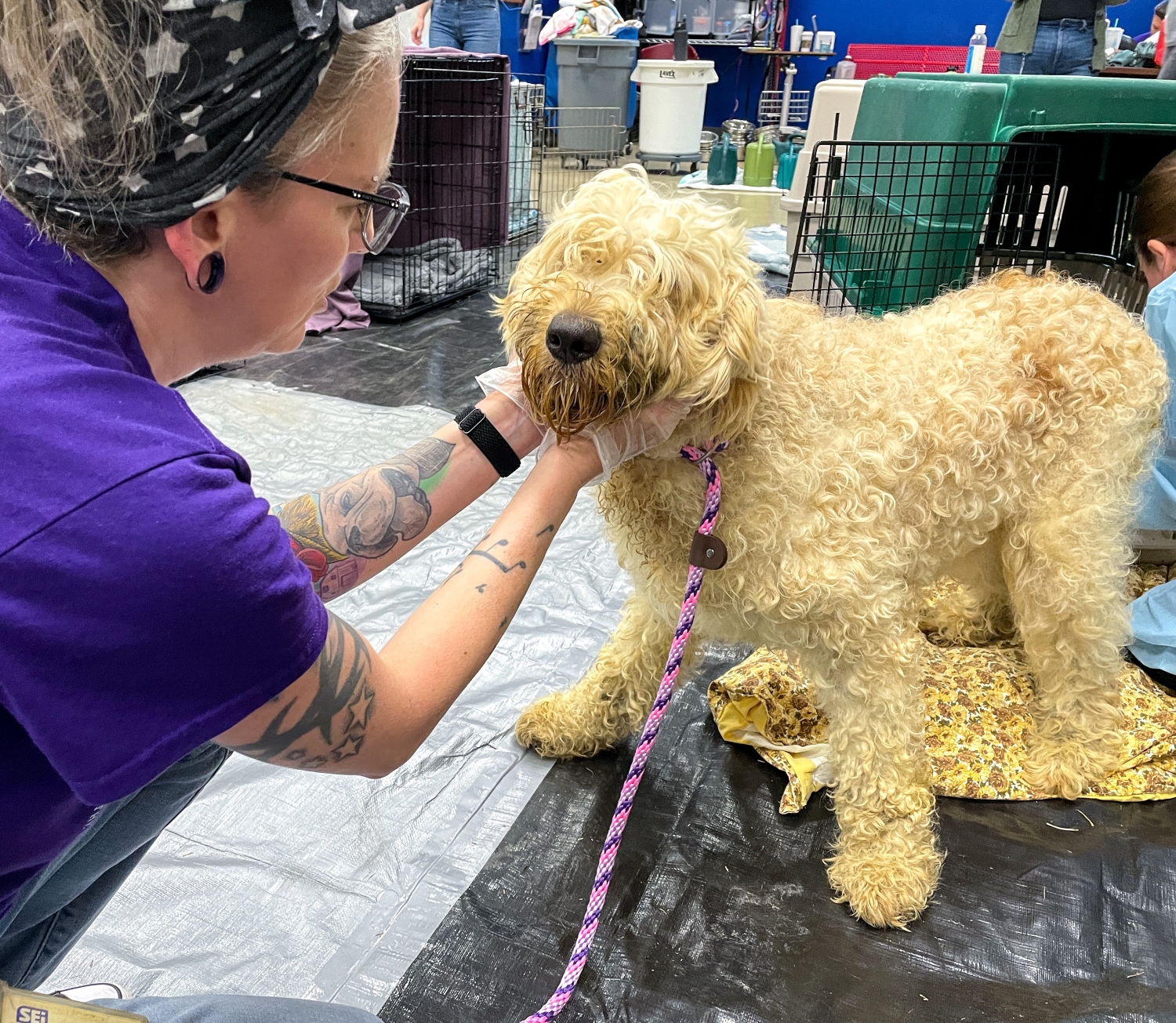 Support the Animal Rescue League of Iowa | Animal Rescue League of Iowa