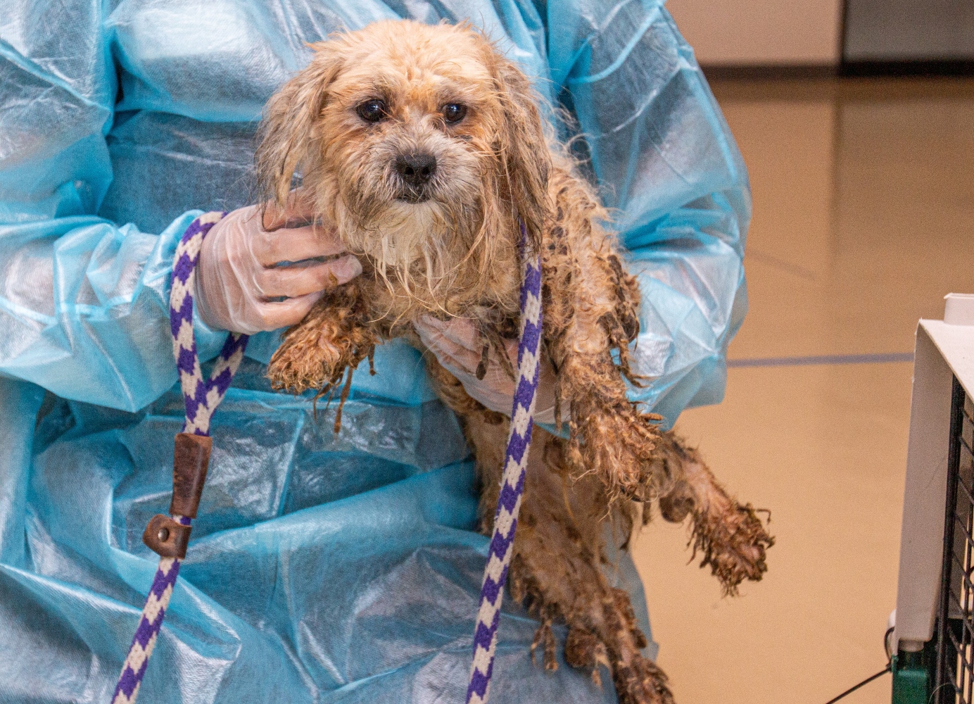 Support the Animal Rescue League of Iowa | Animal Rescue League of Iowa