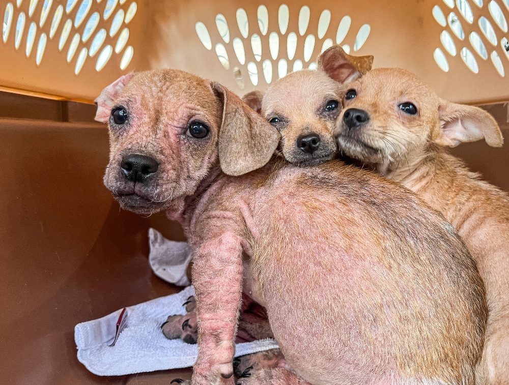 Support the Animal Rescue League of Iowa | Animal Rescue League of Iowa