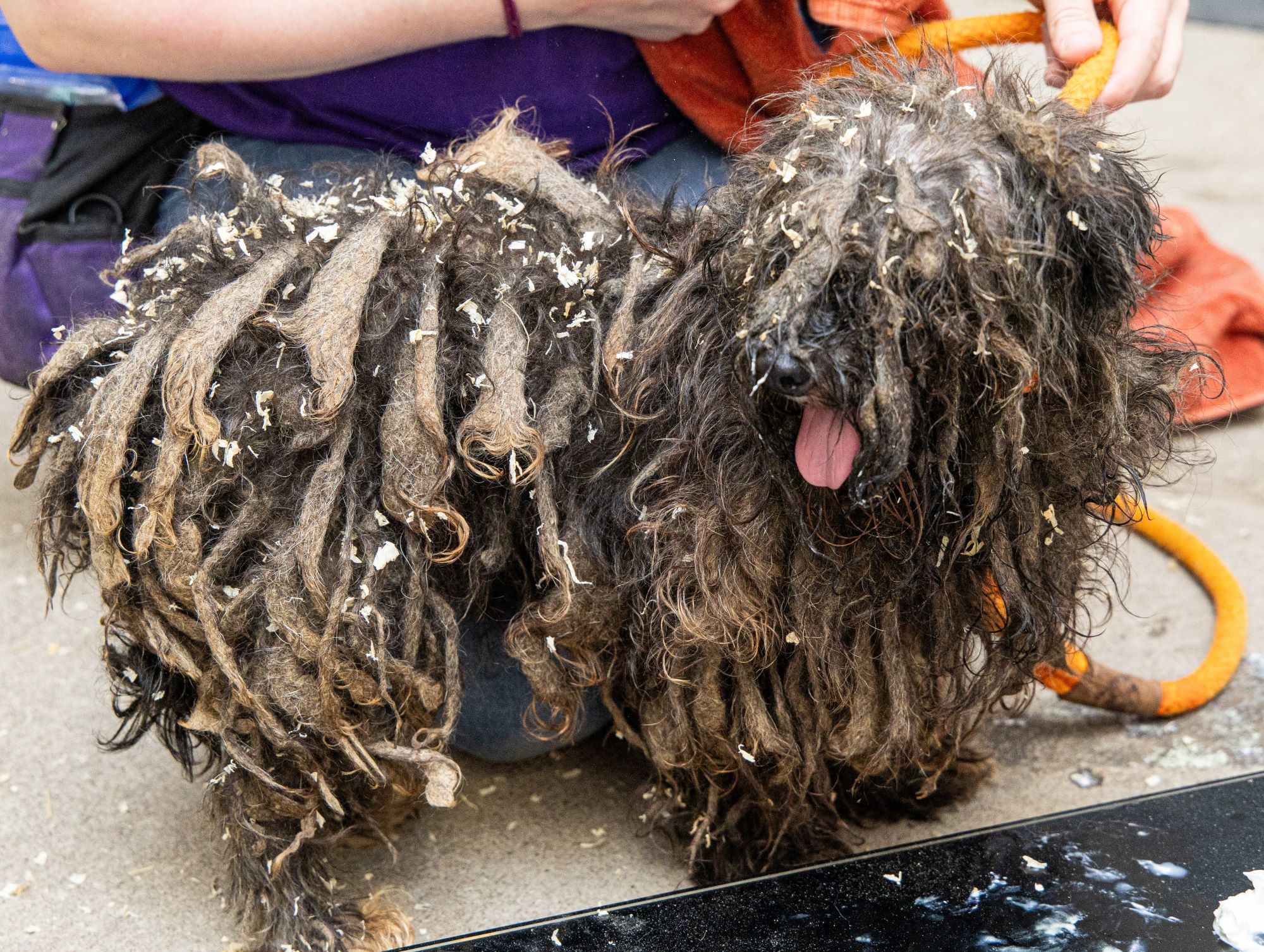 Support the Animal Rescue League of Iowa | Animal Rescue League of Iowa