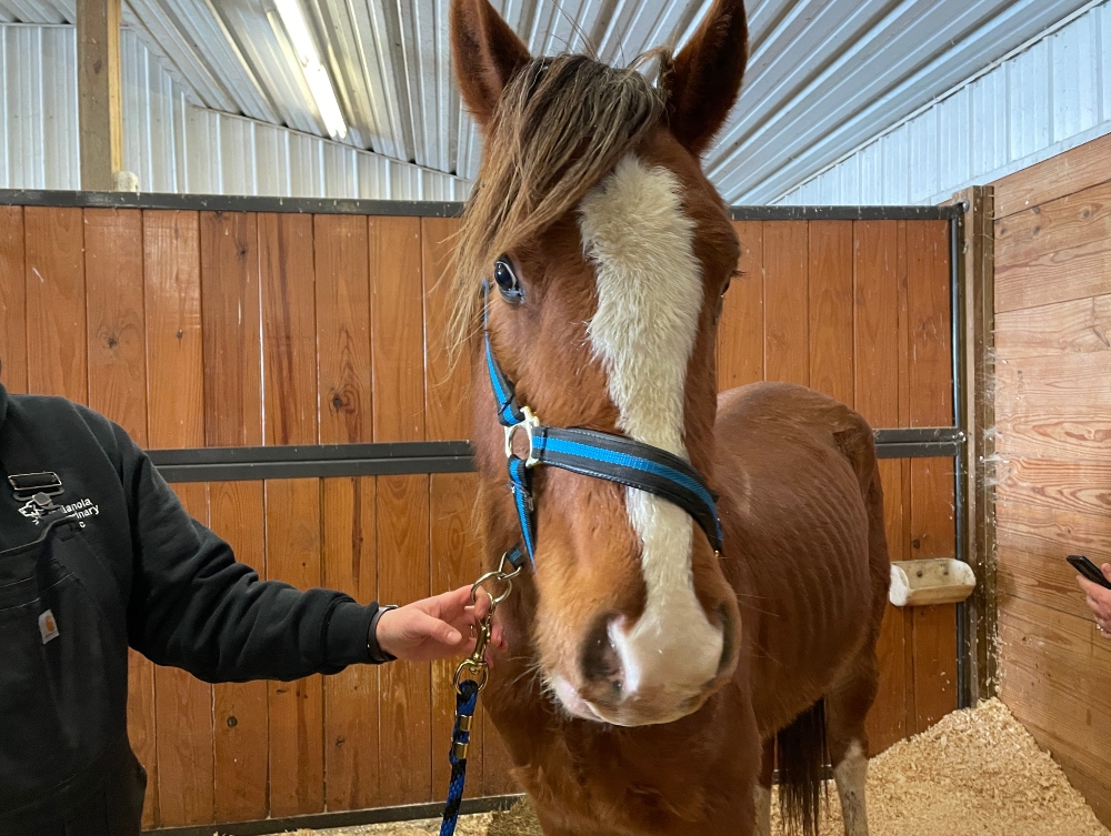 Support the Animal Rescue League of Iowa | Animal Rescue League of Iowa