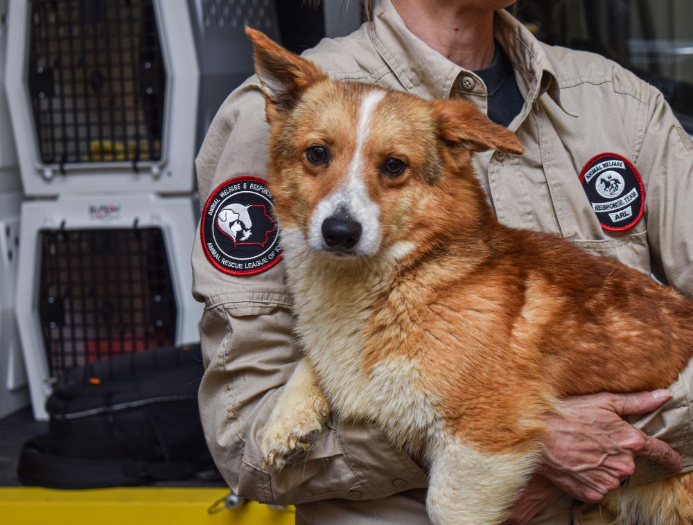 Support the Animal Rescue League of Iowa | Animal Rescue League of Iowa